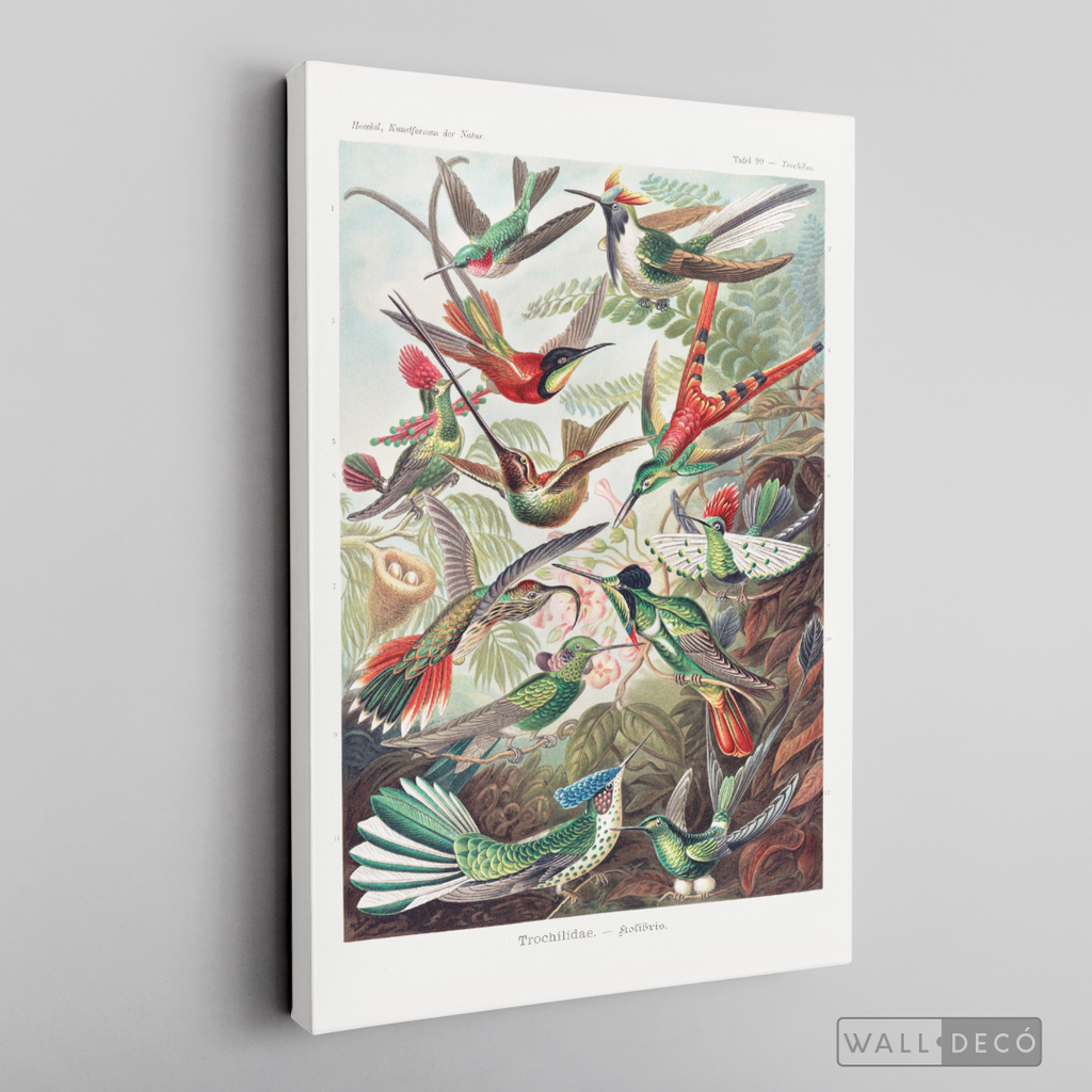 Cuadro Aves Colibríes – Wall Decó Store - Cuadros decorativos